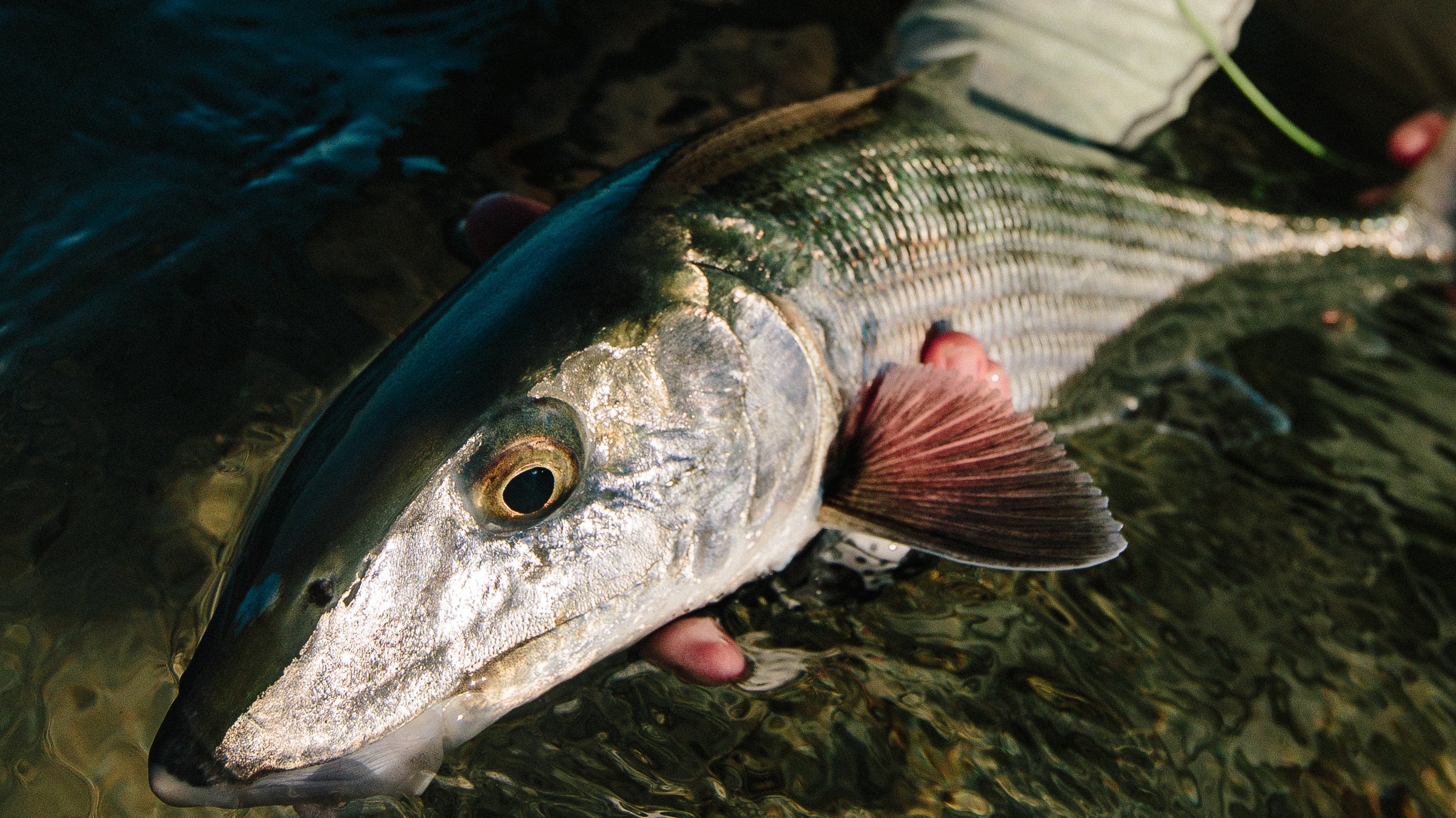 Ultimate Bonefish Kit – GuideFlies.com