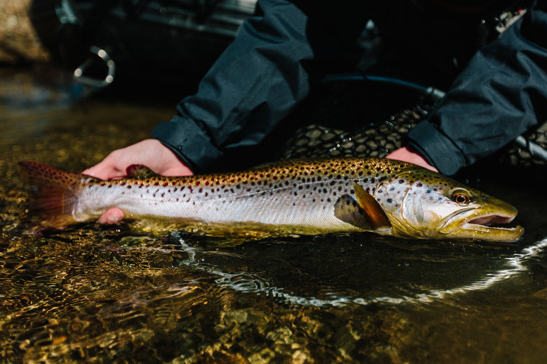 OUR FAVORITE FLIES FOR EAST COAST SPRING TROUT – GuideFlies.com